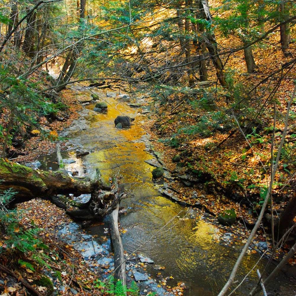 Gallery - Springwater Center