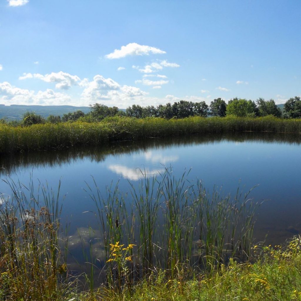 Gallery - Springwater Center